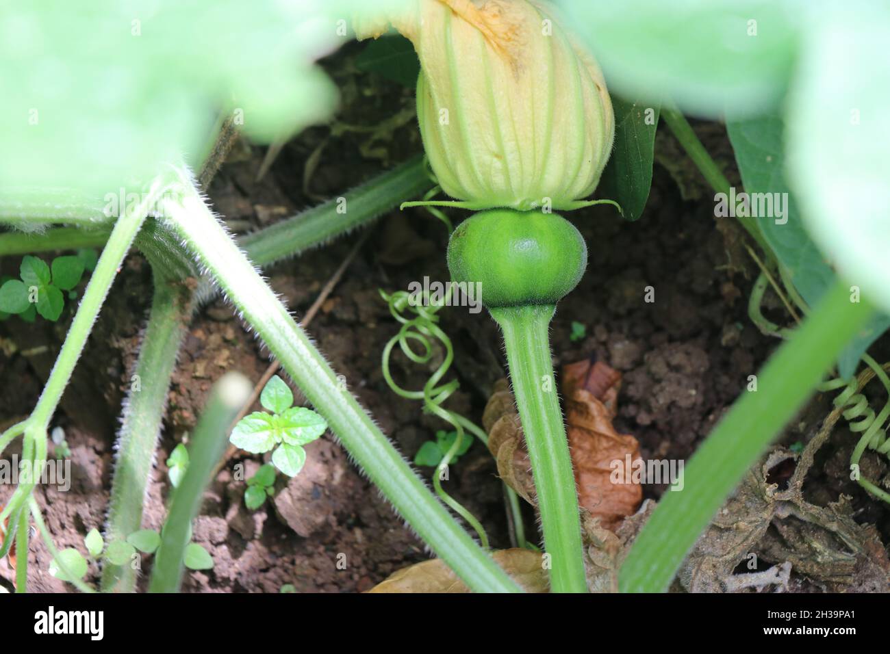 Pumpkin bud hi-res stock photography and images - Alamy