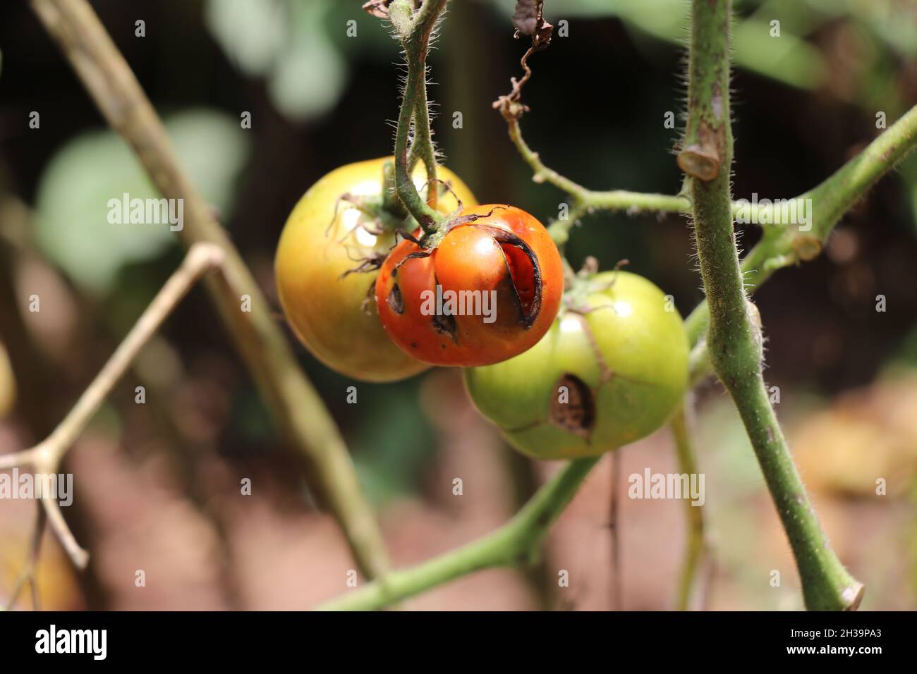 Bugs on ripen tomato, Insect feeding on overripe tomato Stock Photo - Alamy