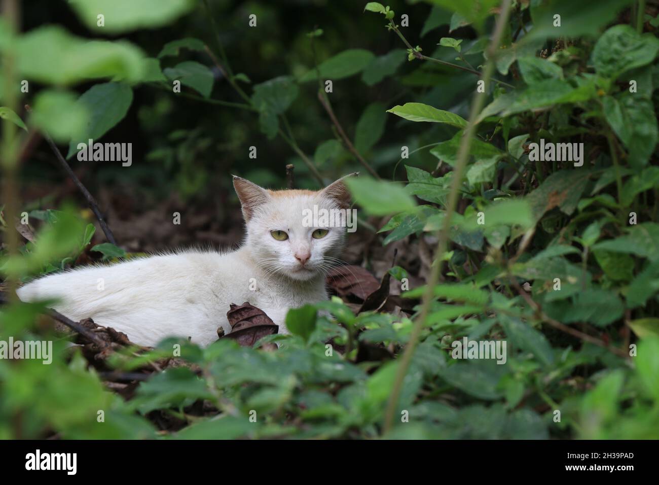 A white outdoor cat is sitting on a bush while looking at the camera ...