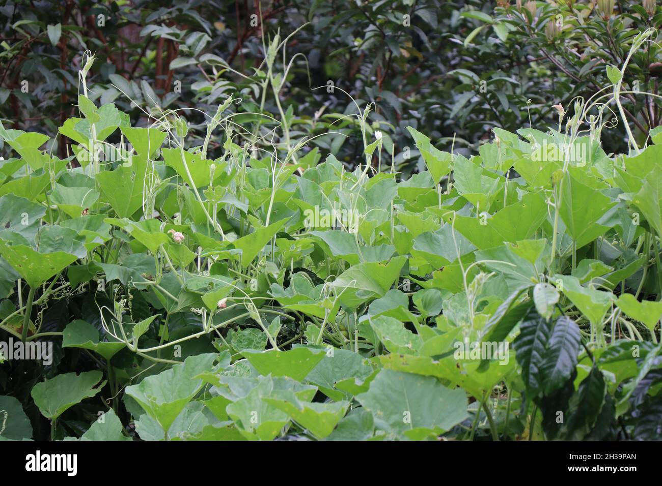 Lauki plant spread over coffee plants, Bottle gourd plant fresh shoots ...