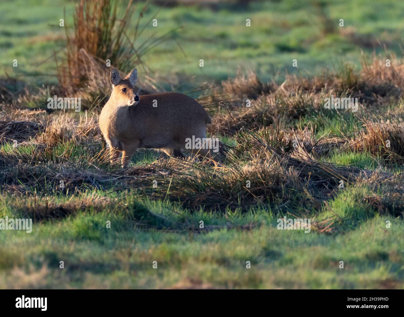 A female Chinese Water Deer (Hydropotes inermis) on Norfolk grasslands ...