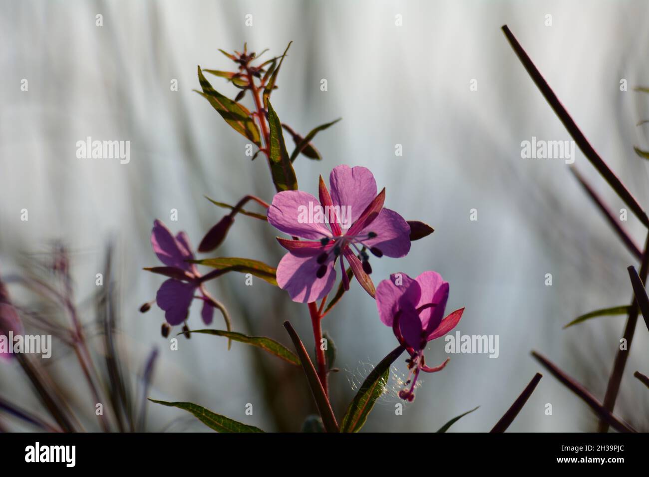 Icelandic purple flower hi-res stock photography and images - Alamy