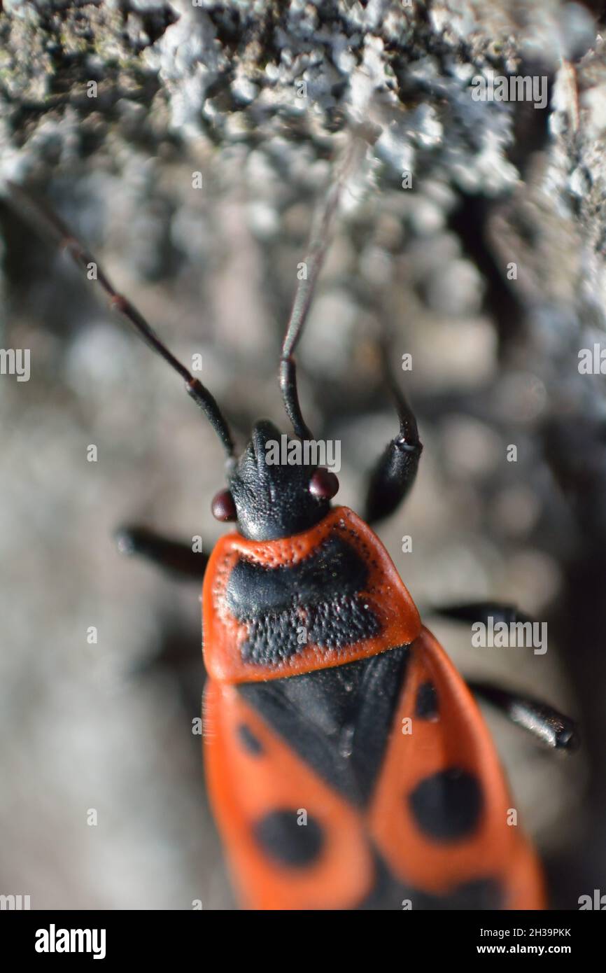 Orange fire beetle hi-res stock photography and images - Alamy