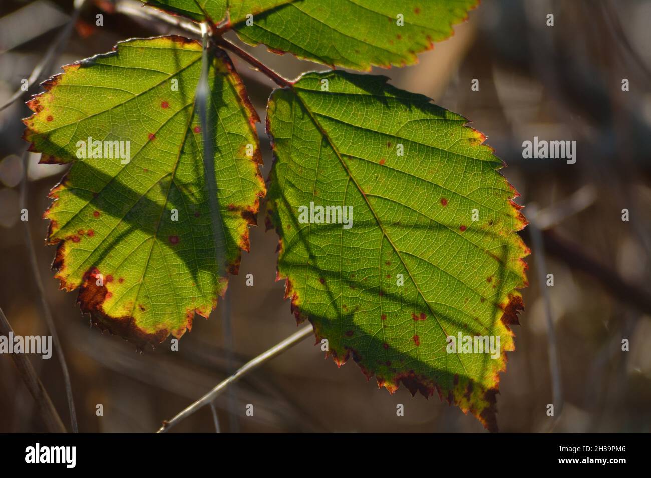 Leafs Turning Brown Stock Photo - Alamy