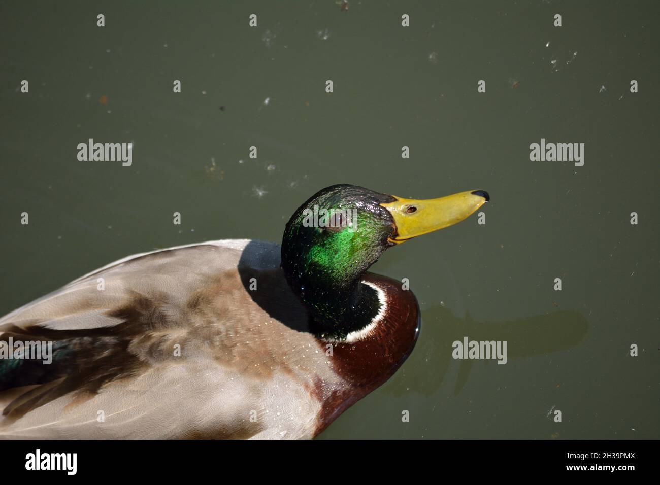 Shiny duck hi-res stock photography and images - Alamy