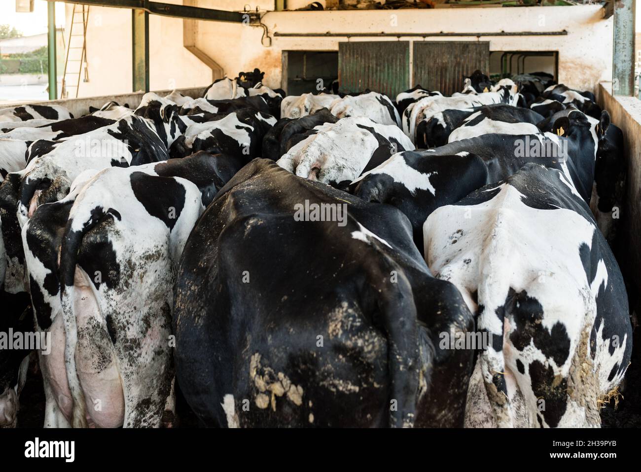 Herd of dairy cows entering to the milking parlor Stock Photo - Alamy