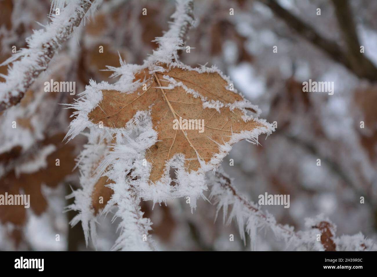 Frozen Leaf I Stock Photo - Alamy