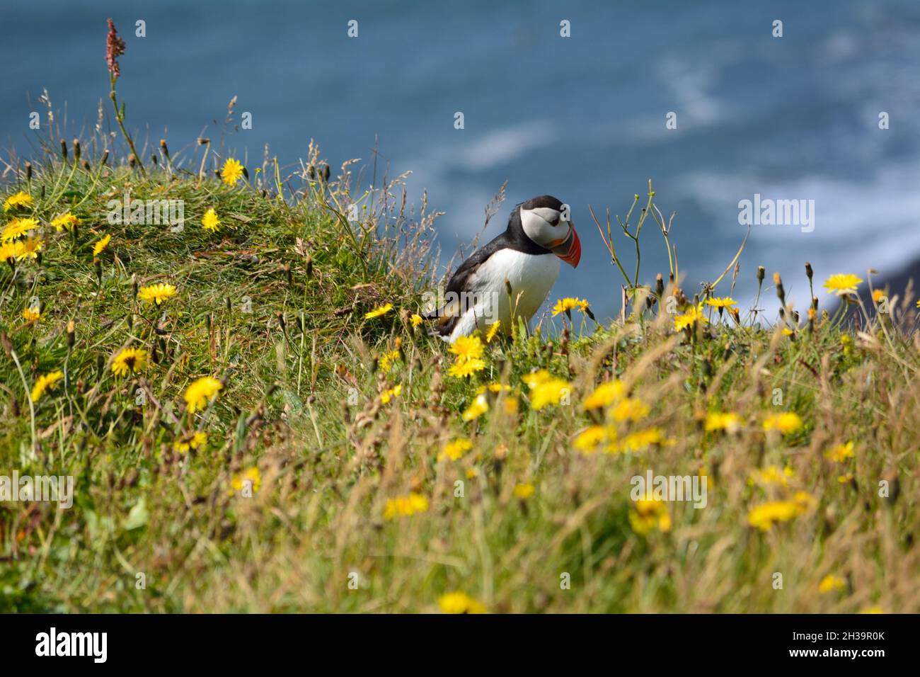Species puffin hi-res stock photography and images - Alamy