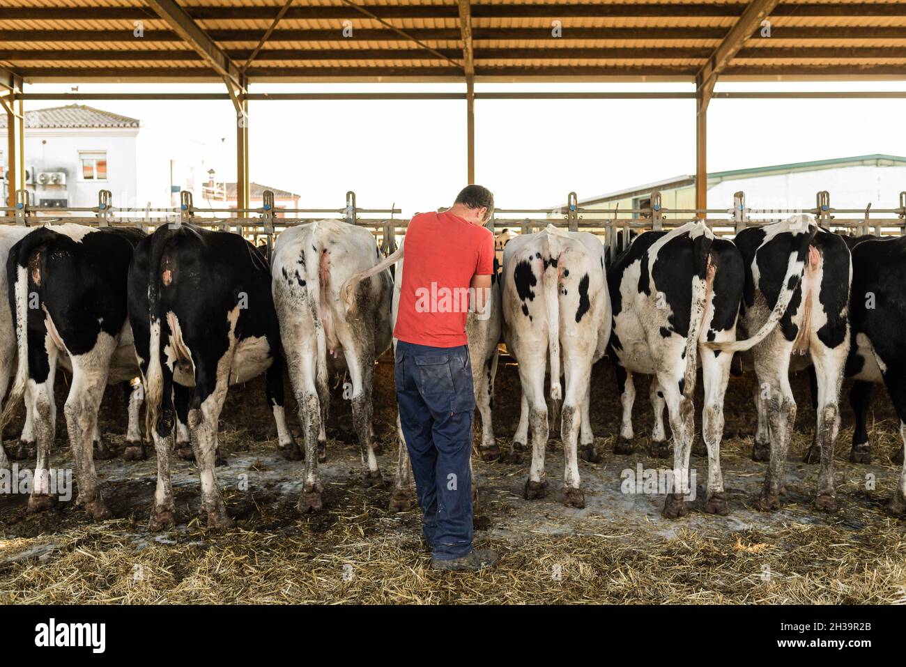 Male farmer doing artificial insemination procedure on a dairy cow in a ...