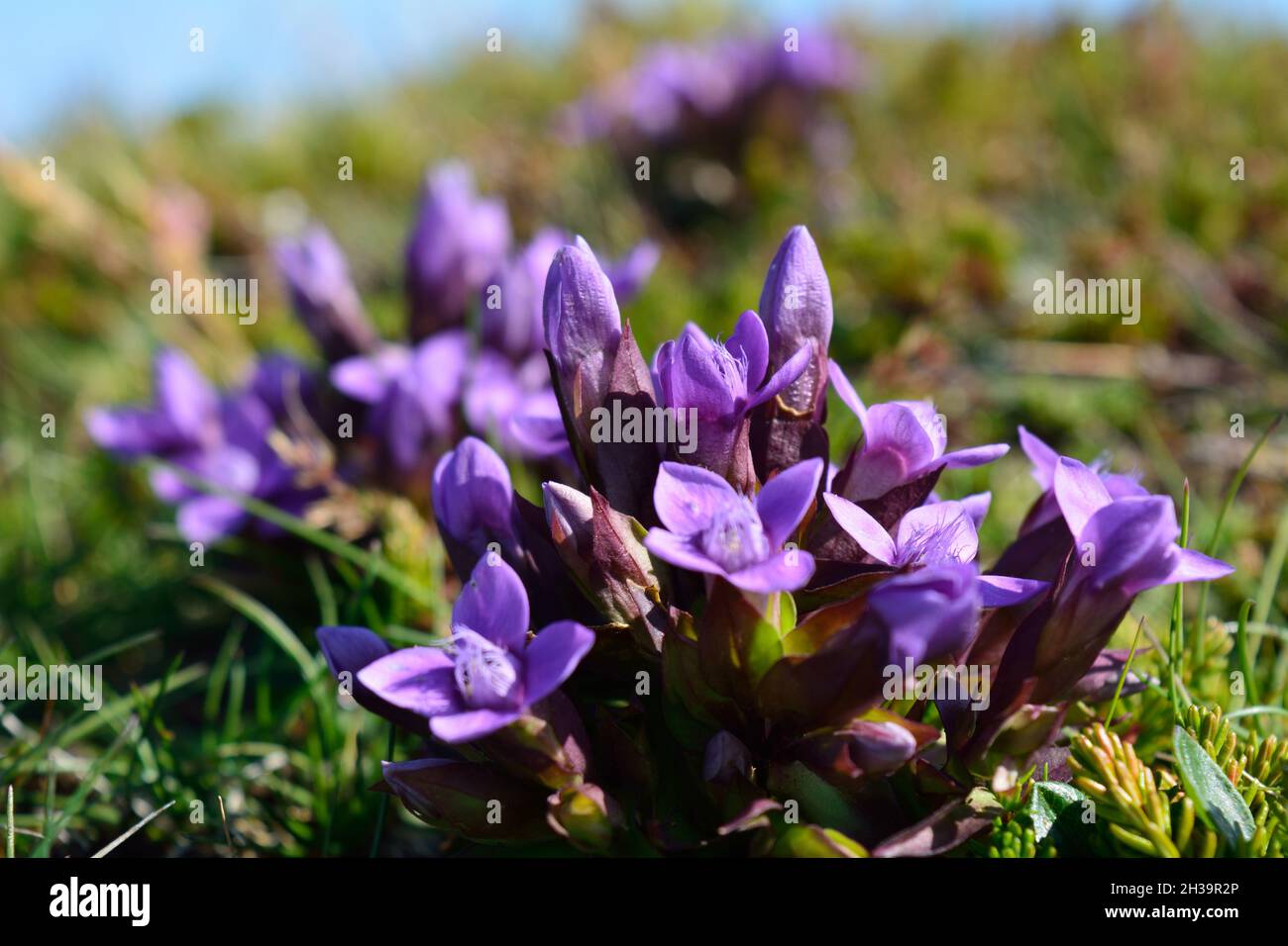Purple flower iceland hi-res stock photography and images - Alamy