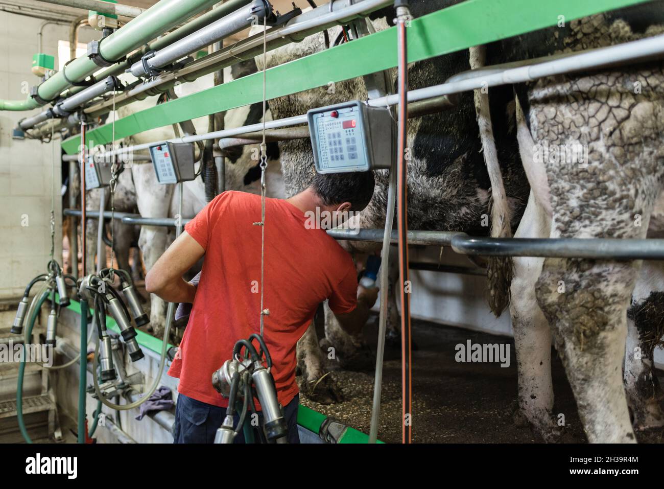 Male farmer connecting the tubes of the automatic milking machine to a ...