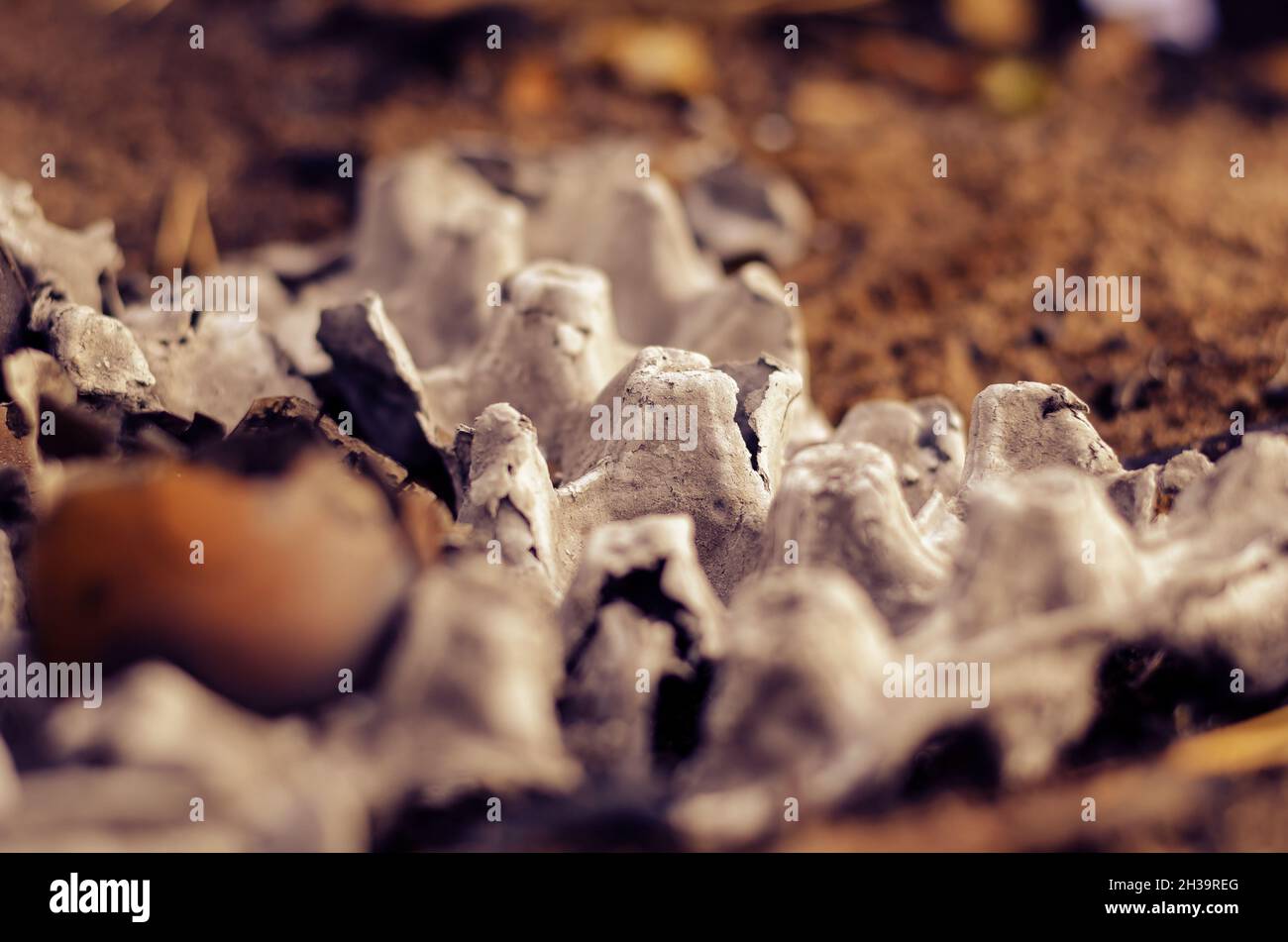 Burnt chicken eggs in the tray. Scorched chicken shells in ashes from ...