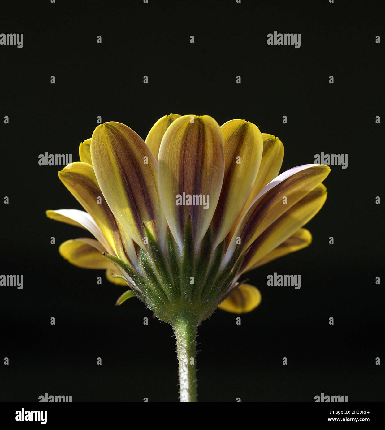 High Quality Close Up Photo of a Plant Which has an Eye Catching Beauty ...