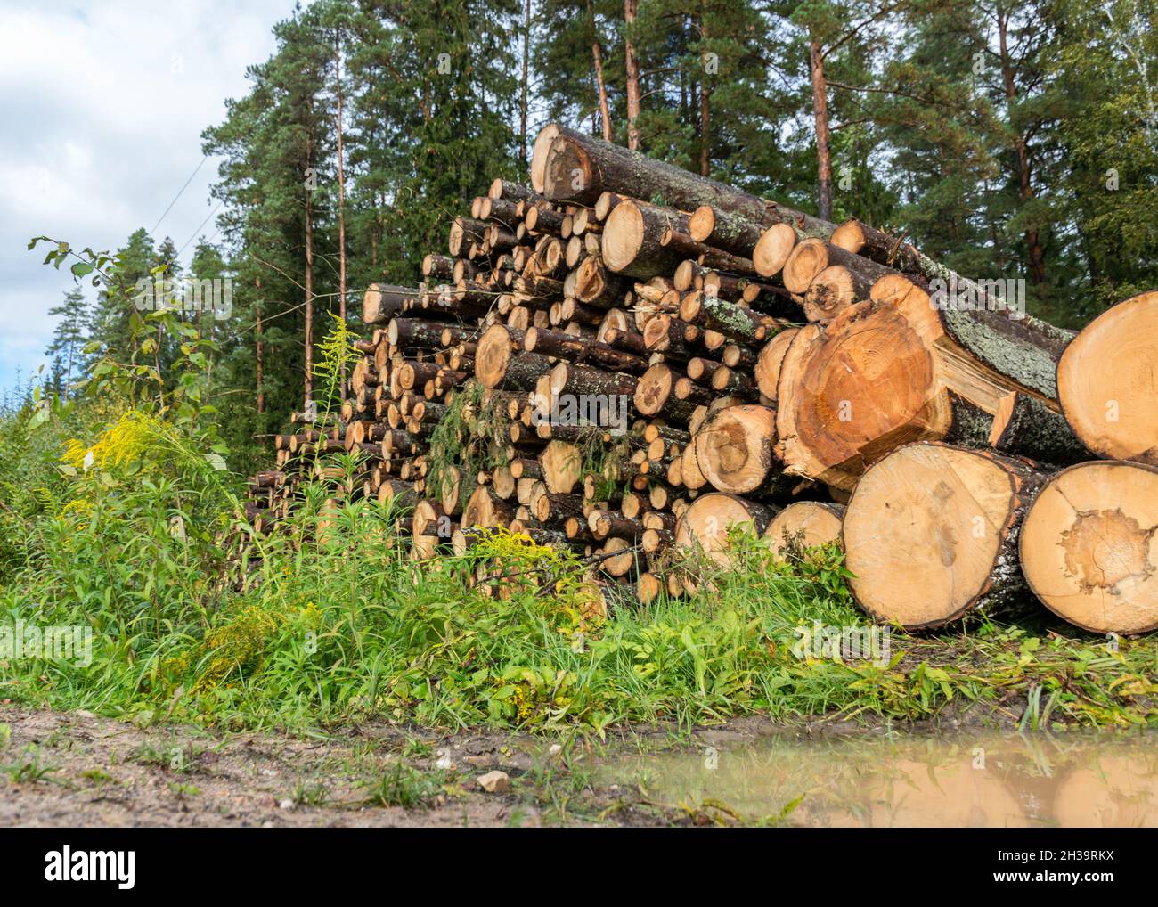 landscape with wooden logs on the side of the road, trees prepared for ...