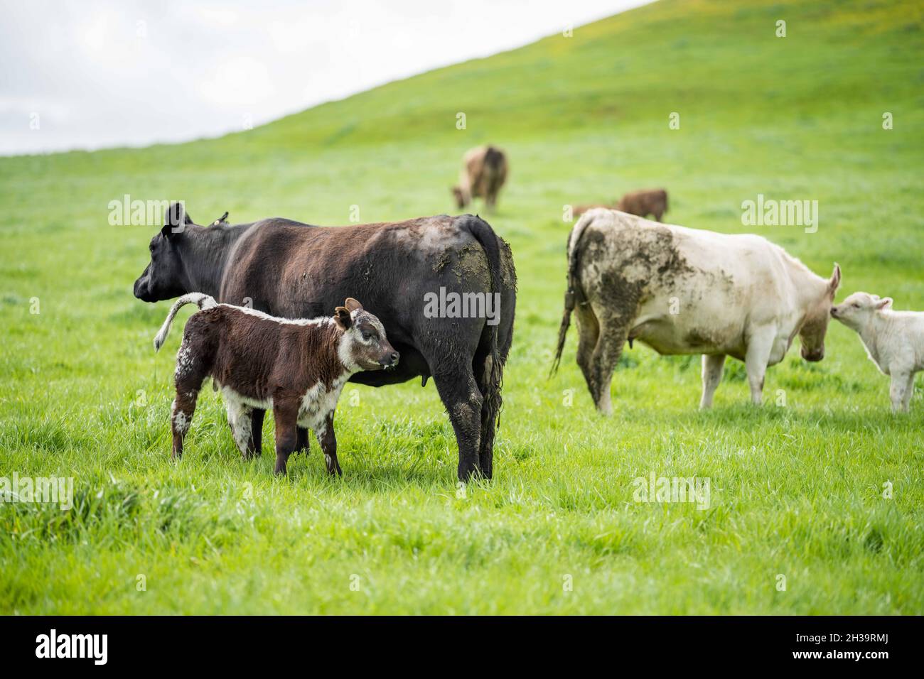 cows in the field, grazing on grass and pasture in Australia, on a ...