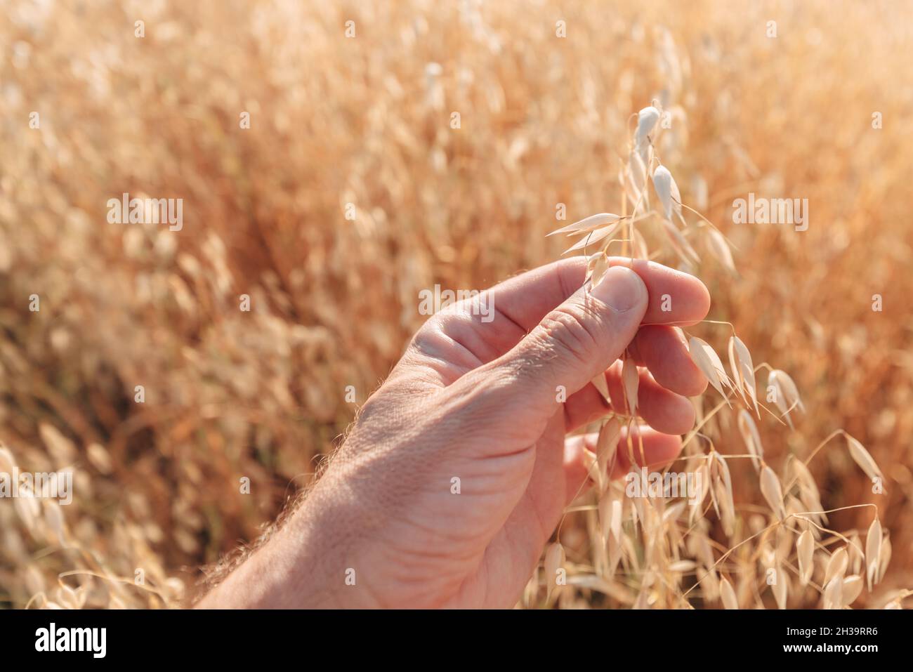 Agronomist and farmer examining crop of oats hi-res stock photography ...