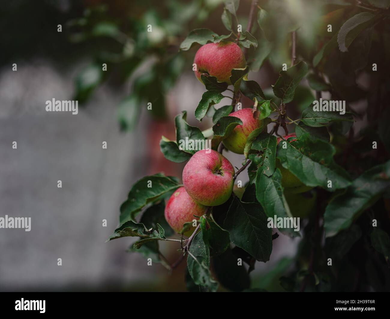 beautiful autumn still life in apple orchard, crane apples hang on a ...