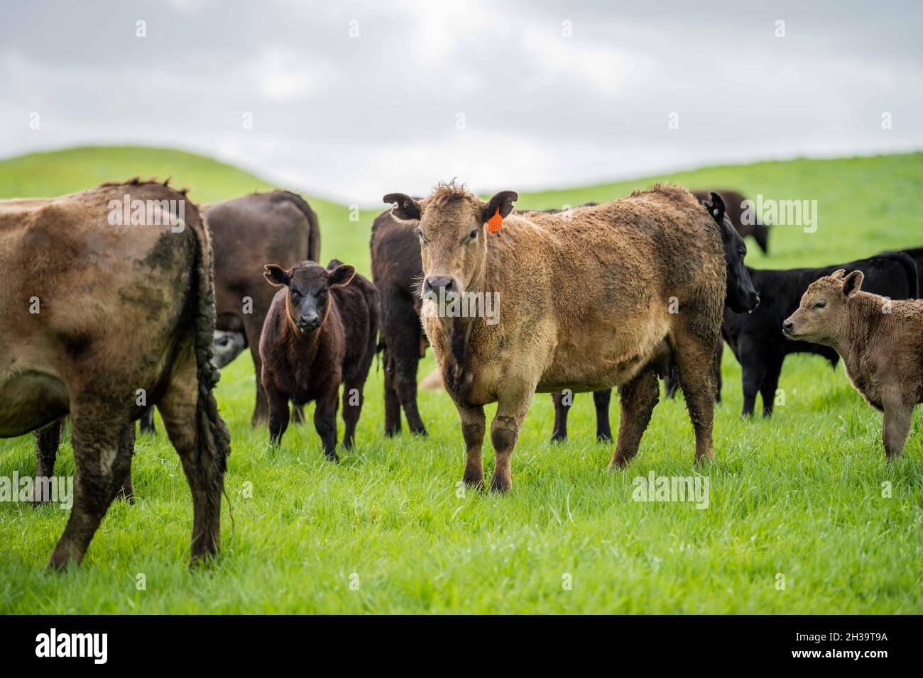 cows in the field, grazing on grass and pasture in Australia, on a ...