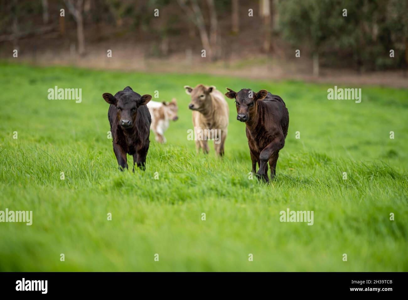 cows in the field, grazing on grass and pasture in Australia, on a ...