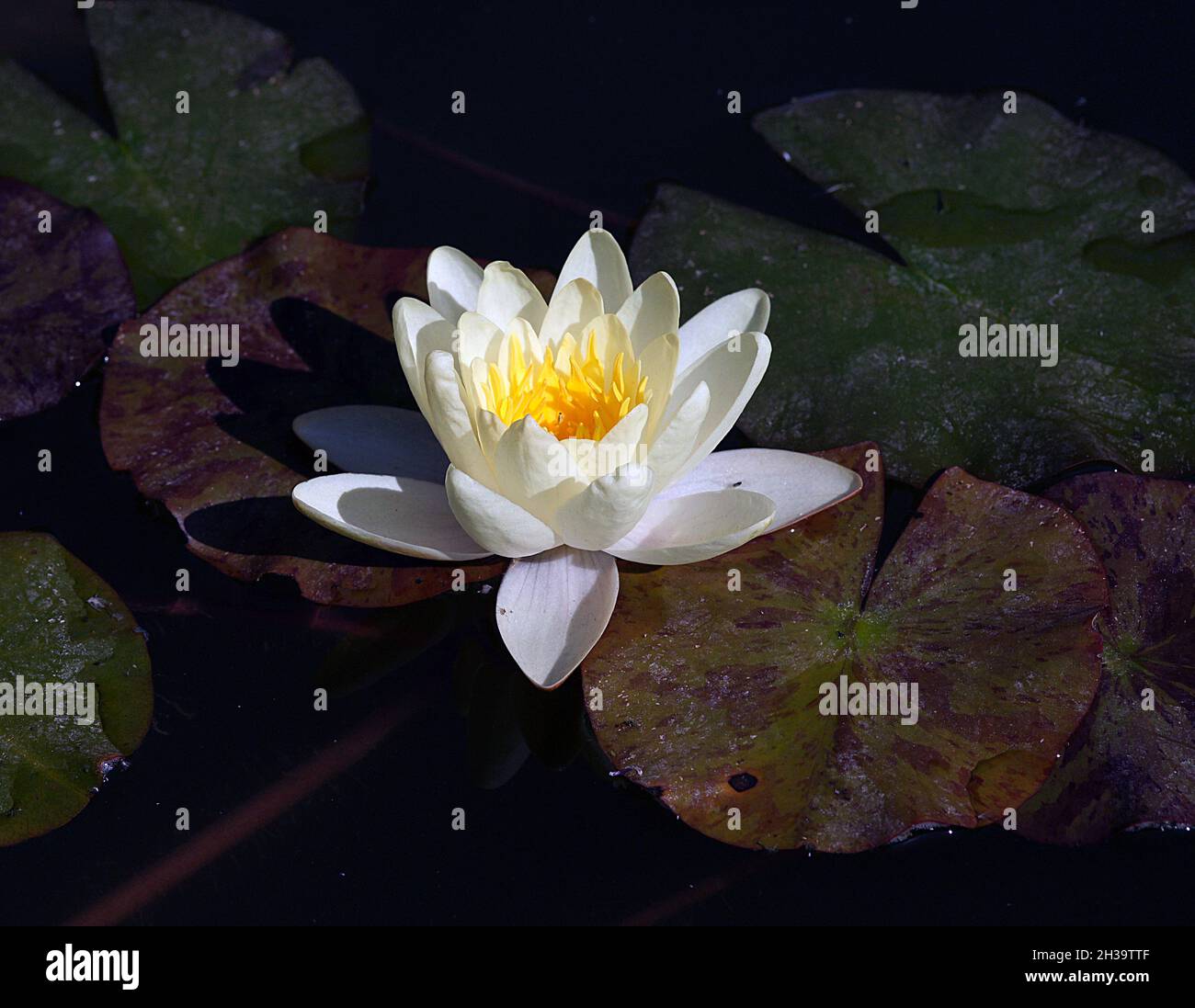 High Quality Close Up Photo of a Plant Which has an Eye Catching Beauty ...