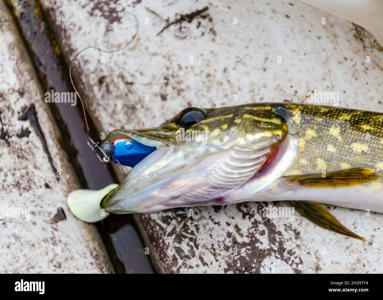 picture with a small pike on the boat floor, fishing concept Stock ...
