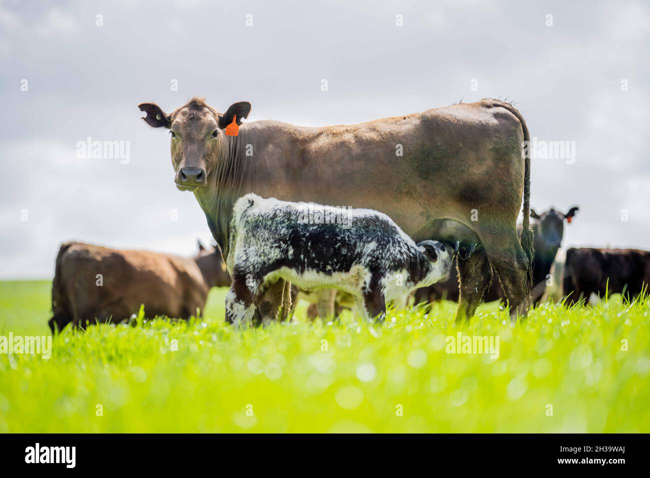 Stud beef cows and bulls grazing on green grass in Australia, breeds ...