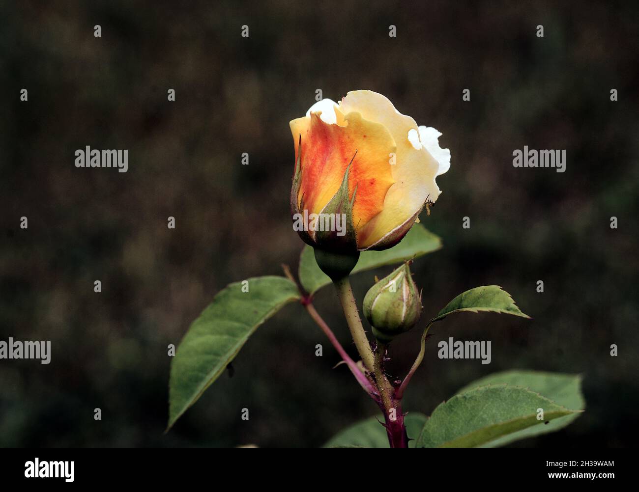 High Quality Close Up Photo of a Plant Which has an Eye Catching Beauty ...