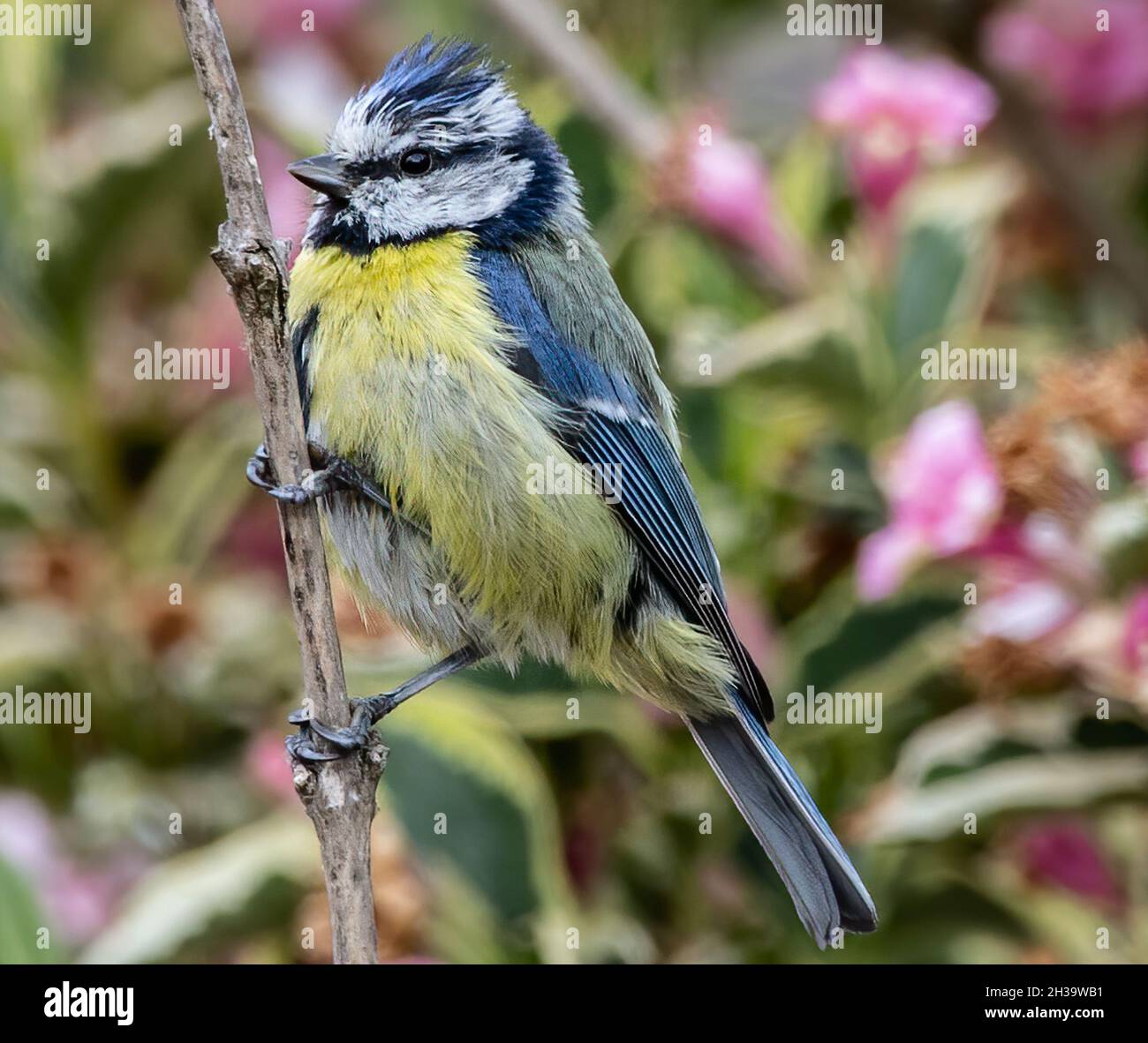 Closeup shot of a Eurasian blue tit bird perched on a branch Stock ...