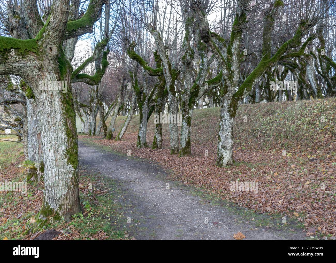 linden tree alley in the manor park, trees in autumn without leaves on ...