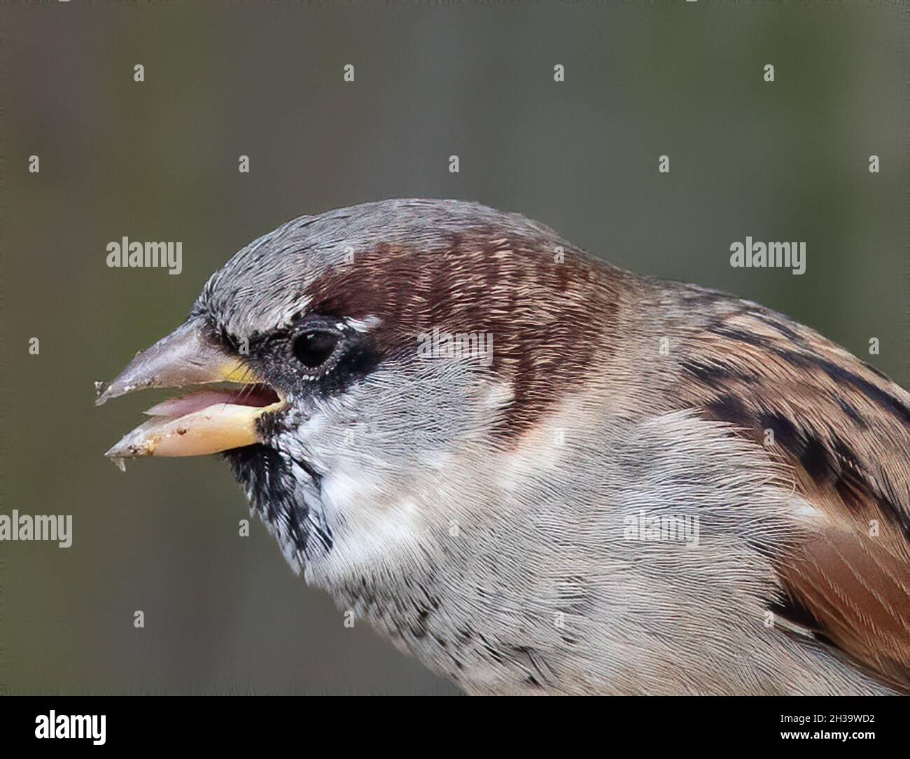 Closeup shot of a sparrow bird head Stock Photo - Alamy