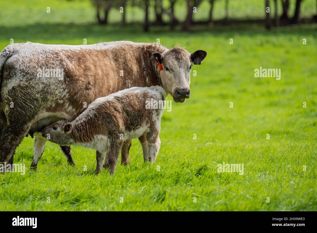 Angus cows shorthorn hi-res stock photography and images - Alamy