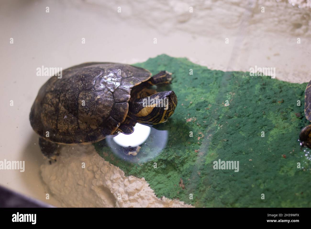 Mud turtle kept in a zoo Stock Photo - Alamy
