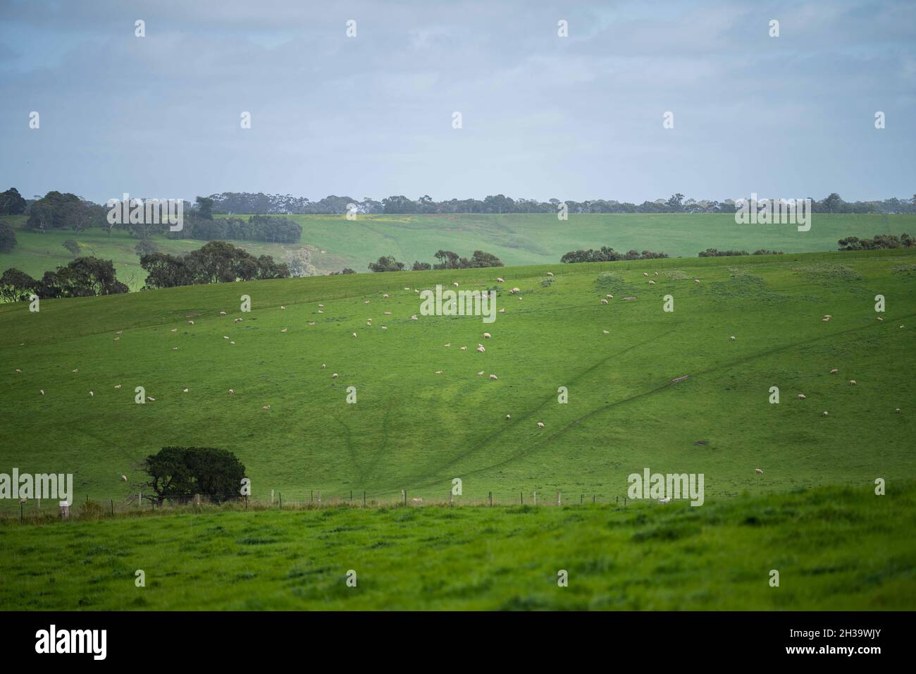Golden retriever running fast on a cow farm in Australia Stock Photo ...