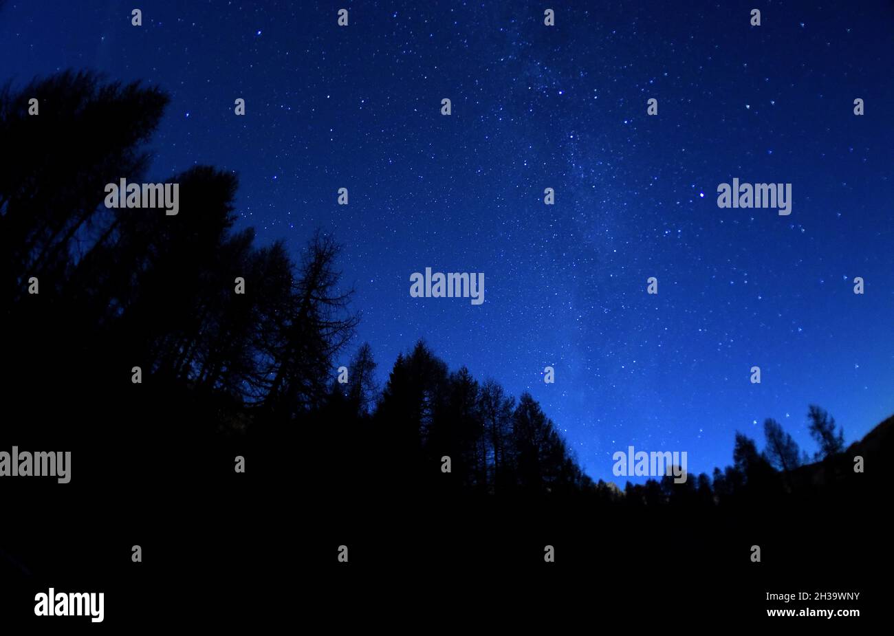 Stars behind the trees hi-res stock photography and images - Alamy