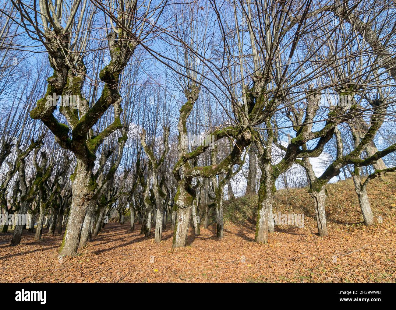 beautiful linden tree alley in the manor park, trees in autumn without ...