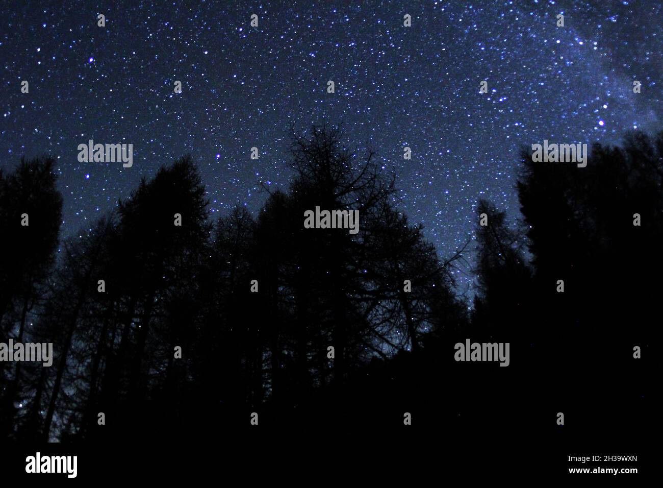 Stars behind the trees Stock Photo - Alamy