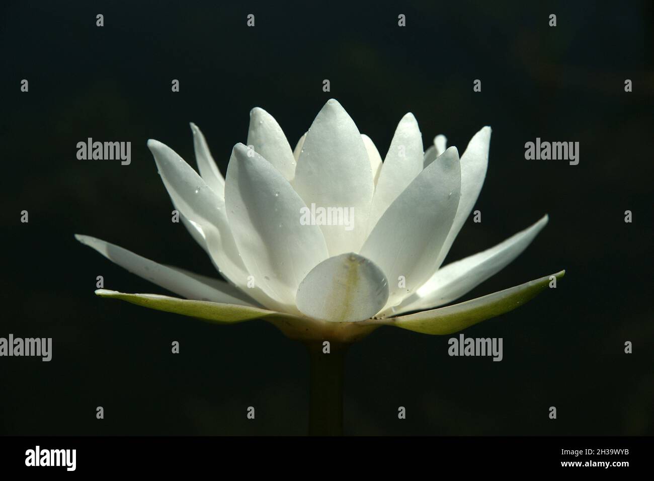 High Quality Close Up Photo of a Plant Which has an Eye Catching Beauty ...