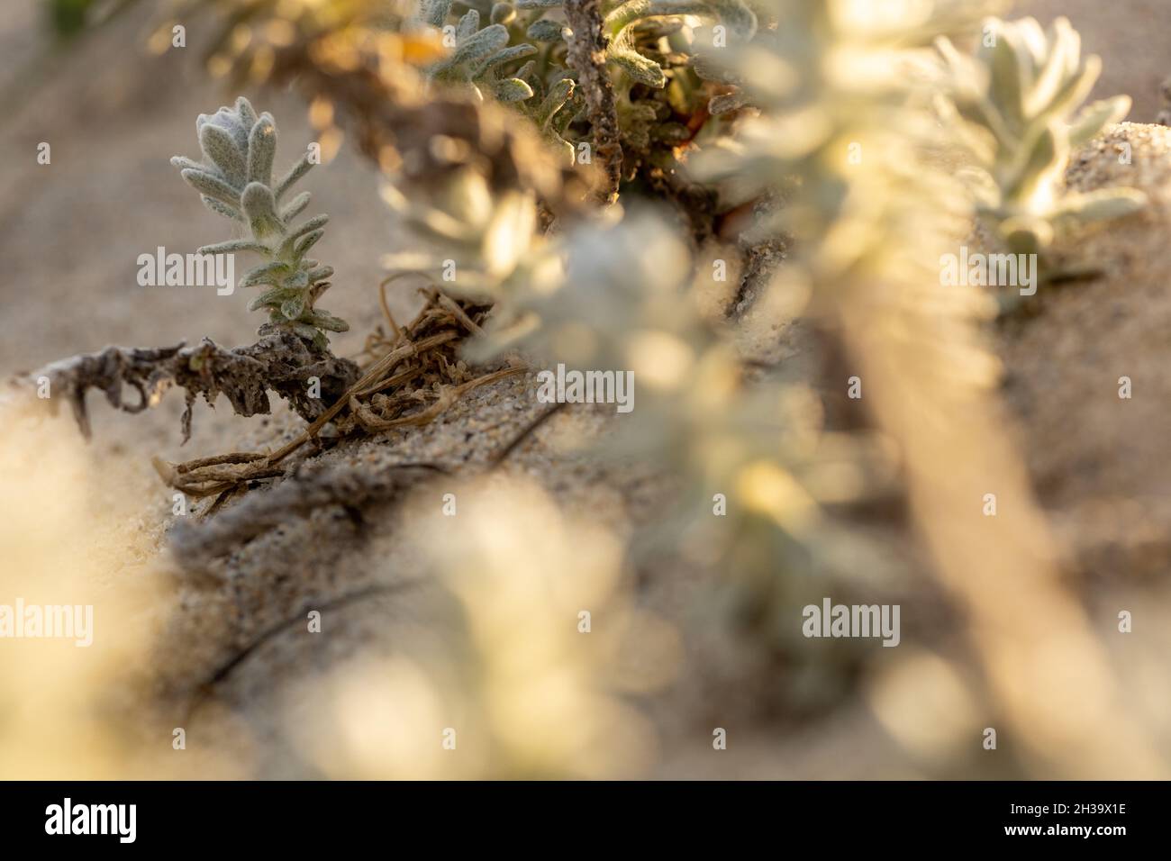 Astragalus field hi-res stock photography and images - Alamy
