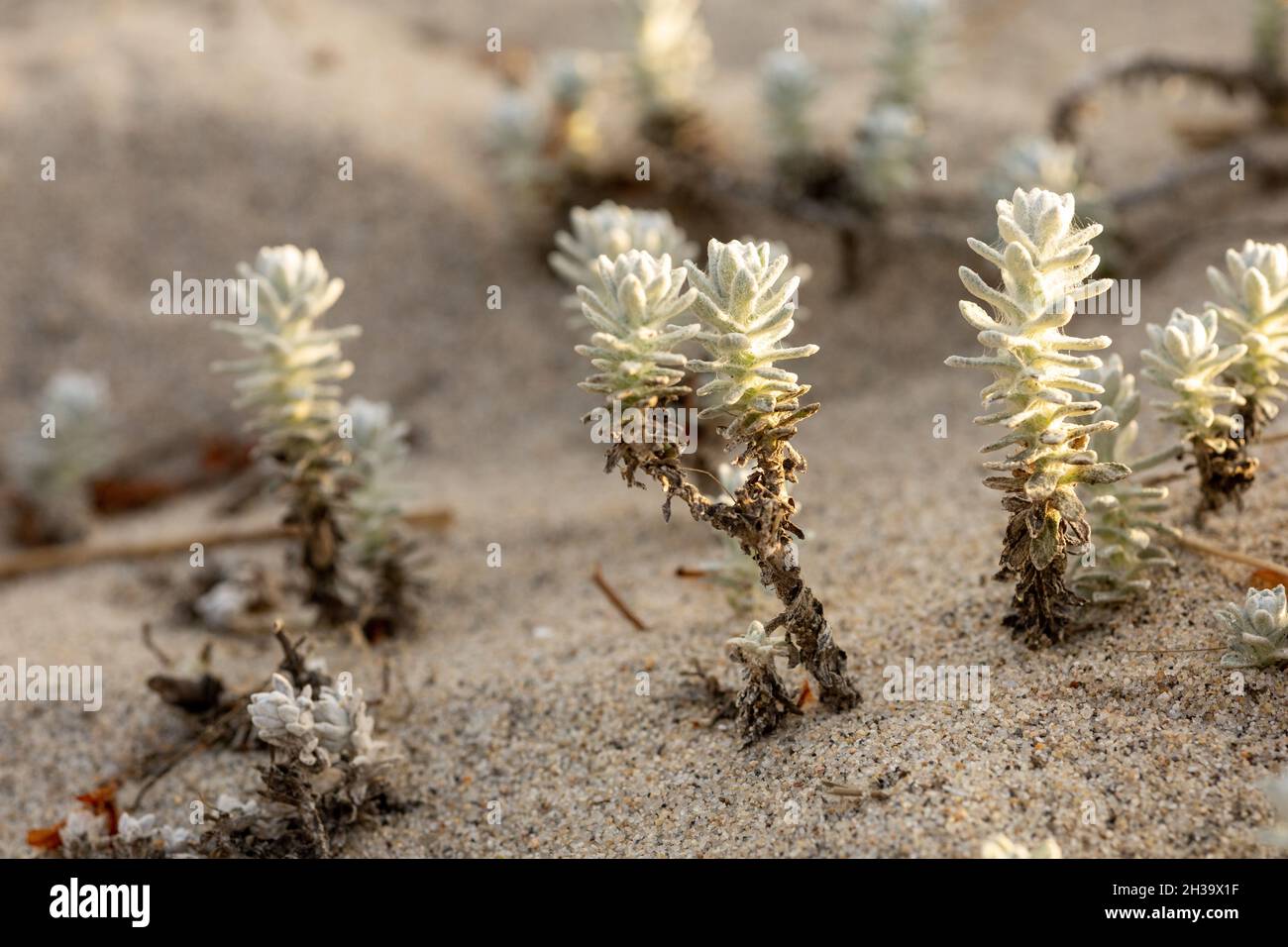 Astragalus field hi-res stock photography and images - Alamy