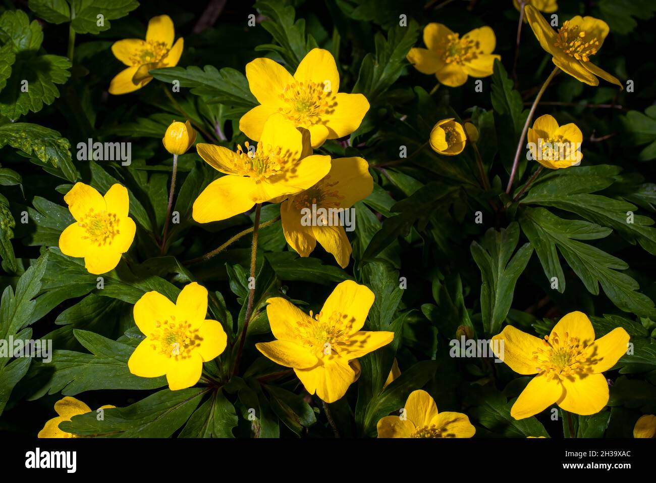 First yellow wild flowers hi-res stock photography and images - Alamy