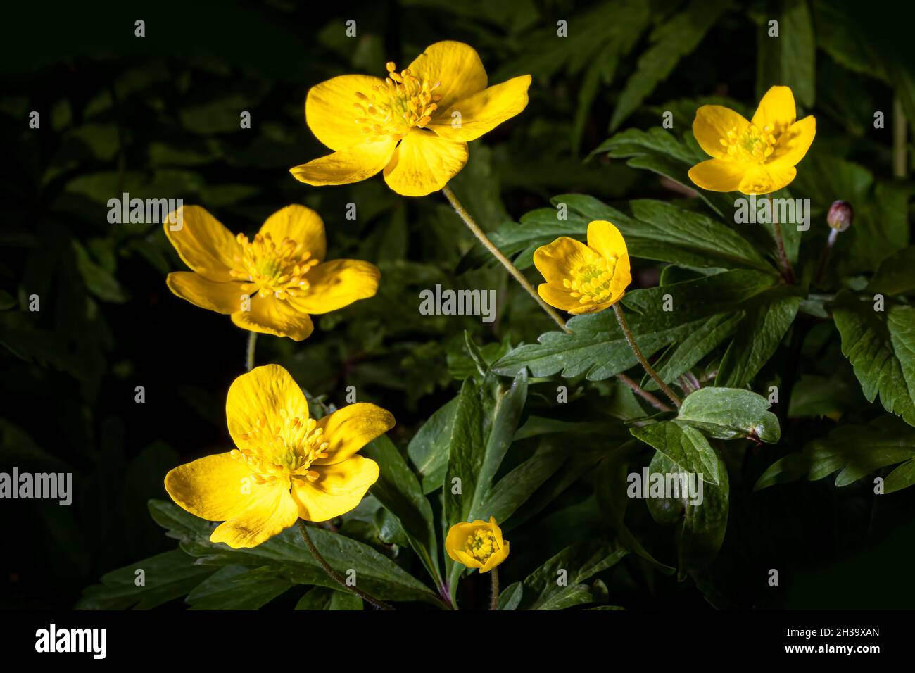 Yellow first spring flowers illuminated by bright light Stock Photo - Alamy