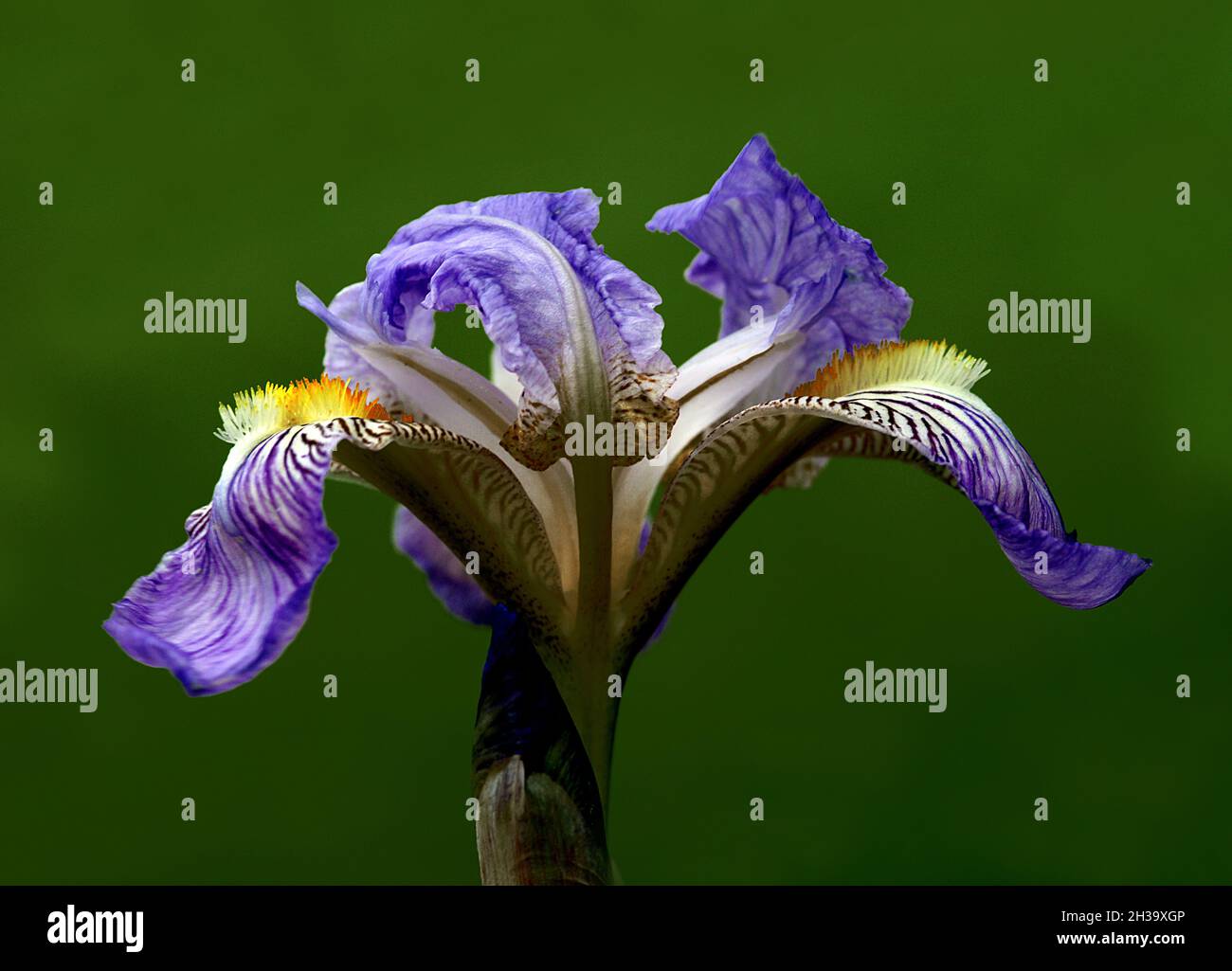 High Quality Close Up Photo of a Plant Which has an Eye Catching Beauty ...