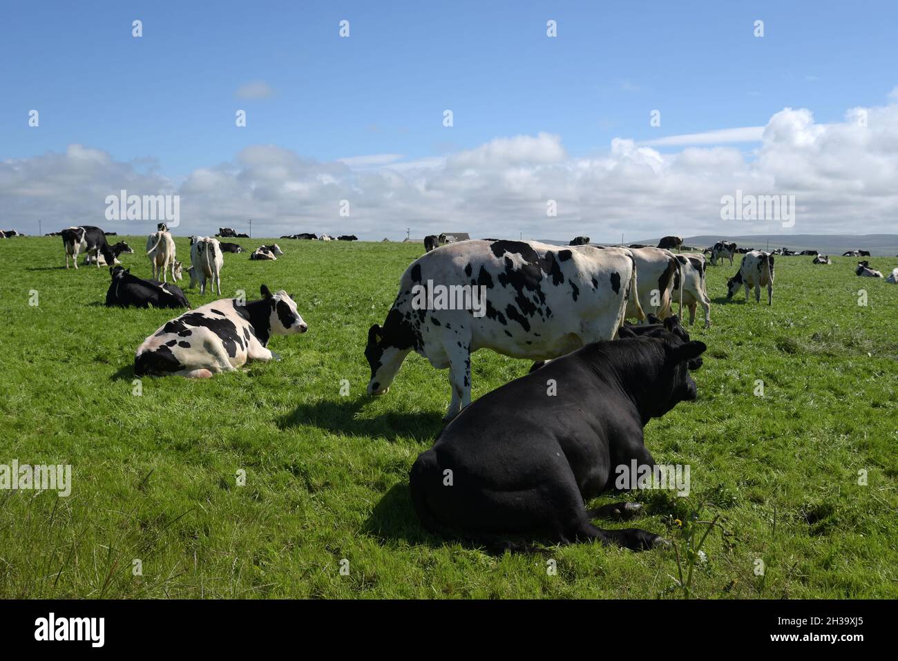UK, Scotland, Orkney Island, Mainland, cows Stock Photo - Alamy