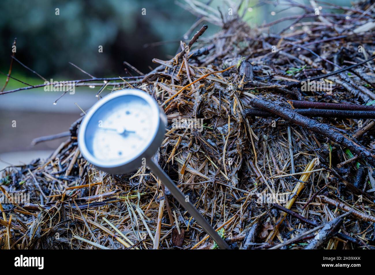 checking the temperature of a compost pile on a farm Stock Photo - Alamy