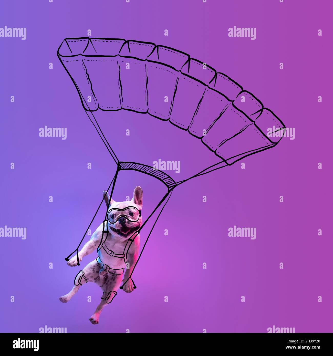 Modern artwork. One cute little dog, bulldog parachutes isolated on ...