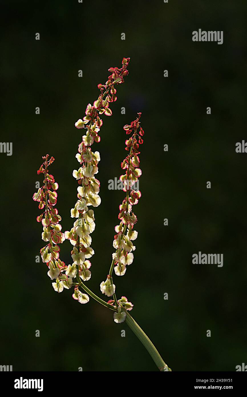 High Quality Close Up Photo of a Plant Which has an Eye Catching Beauty ...
