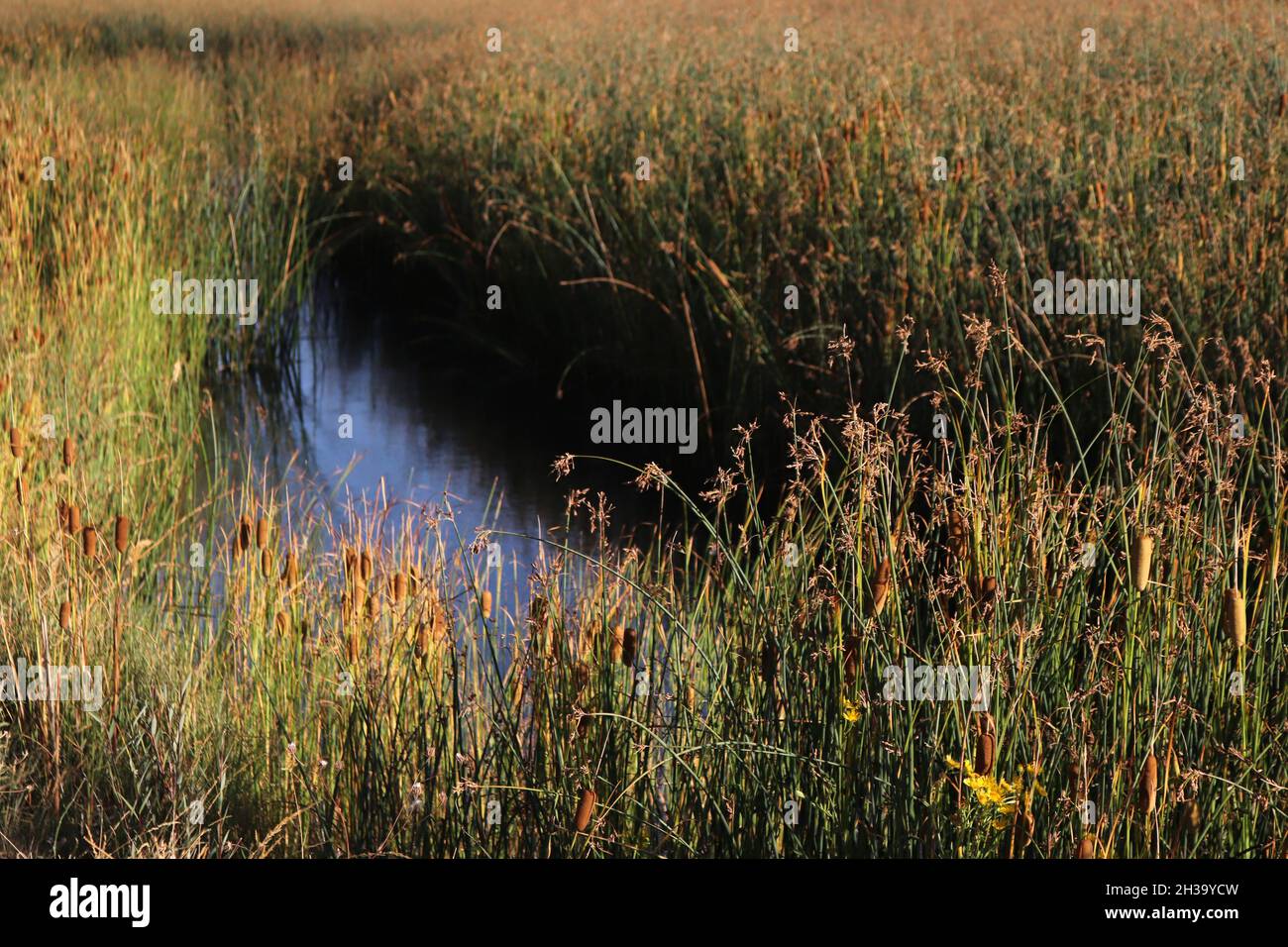Some cattails by the lake water Stock Photo - Alamy