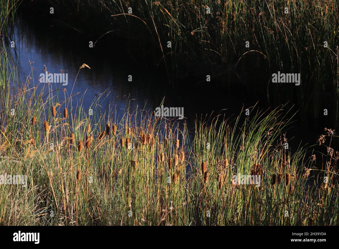 Some cattails by the lake water Stock Photo - Alamy