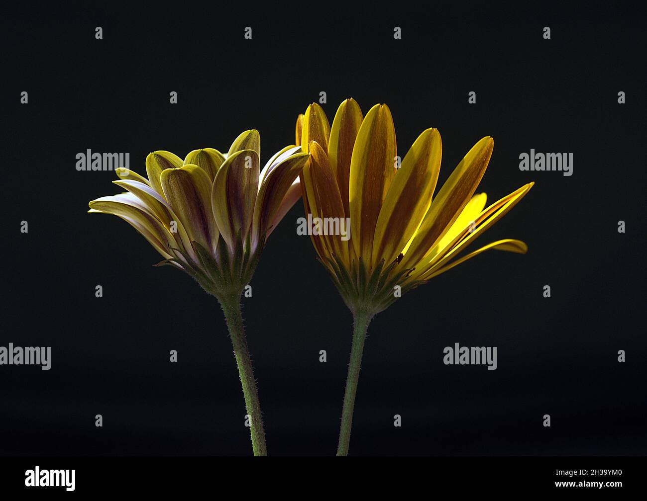 High Quality Close Up Photo of a Plant Which has an Eye Catching Beauty ...