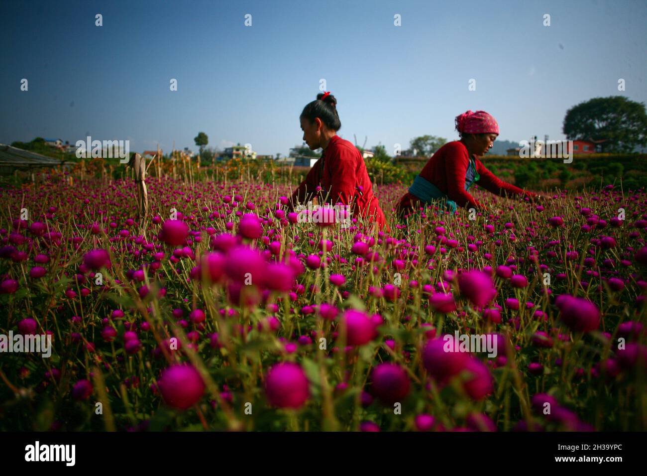 Makhamali hi-res stock photography and images - Alamy